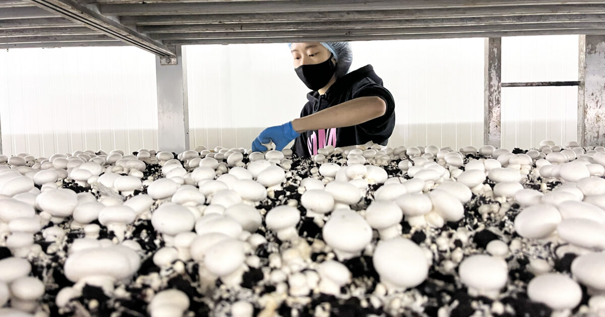 Unipak | Mercer Mushrooms: elevating productivity with Unipak